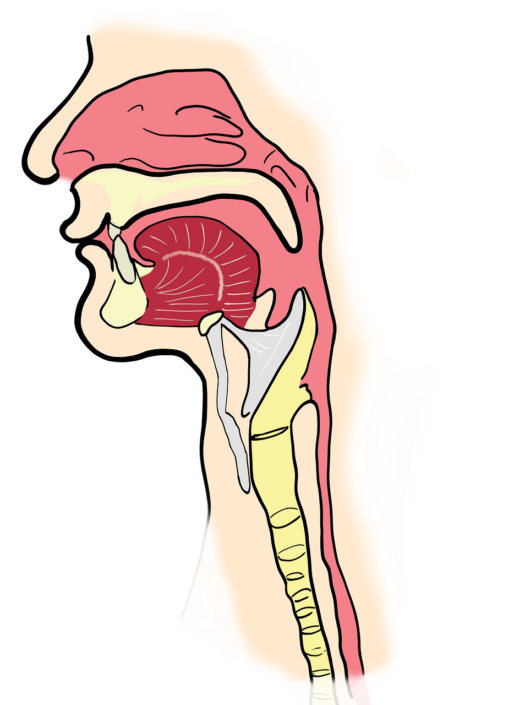 An Overview of Throat Anatomy: SANE MD Lecture